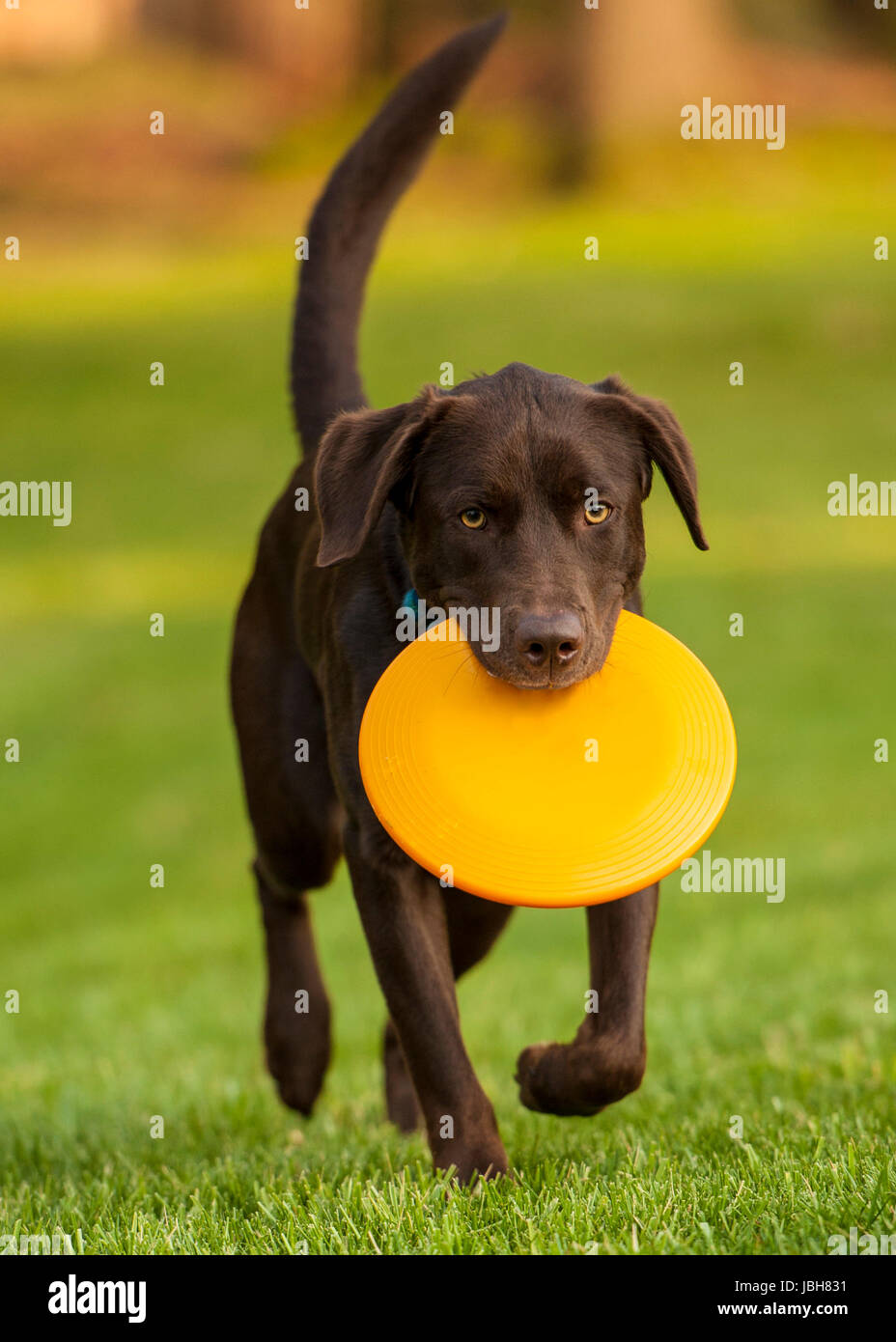dog with frisbee Stock Photo - Alamy