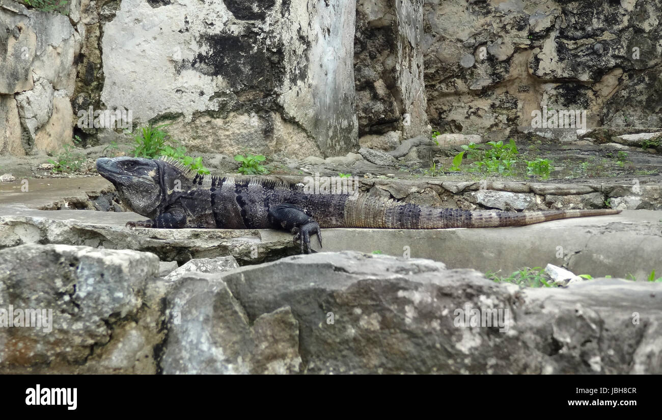 a big grey lizard resting on rock formation in Mexico Stock Photo - Alamy