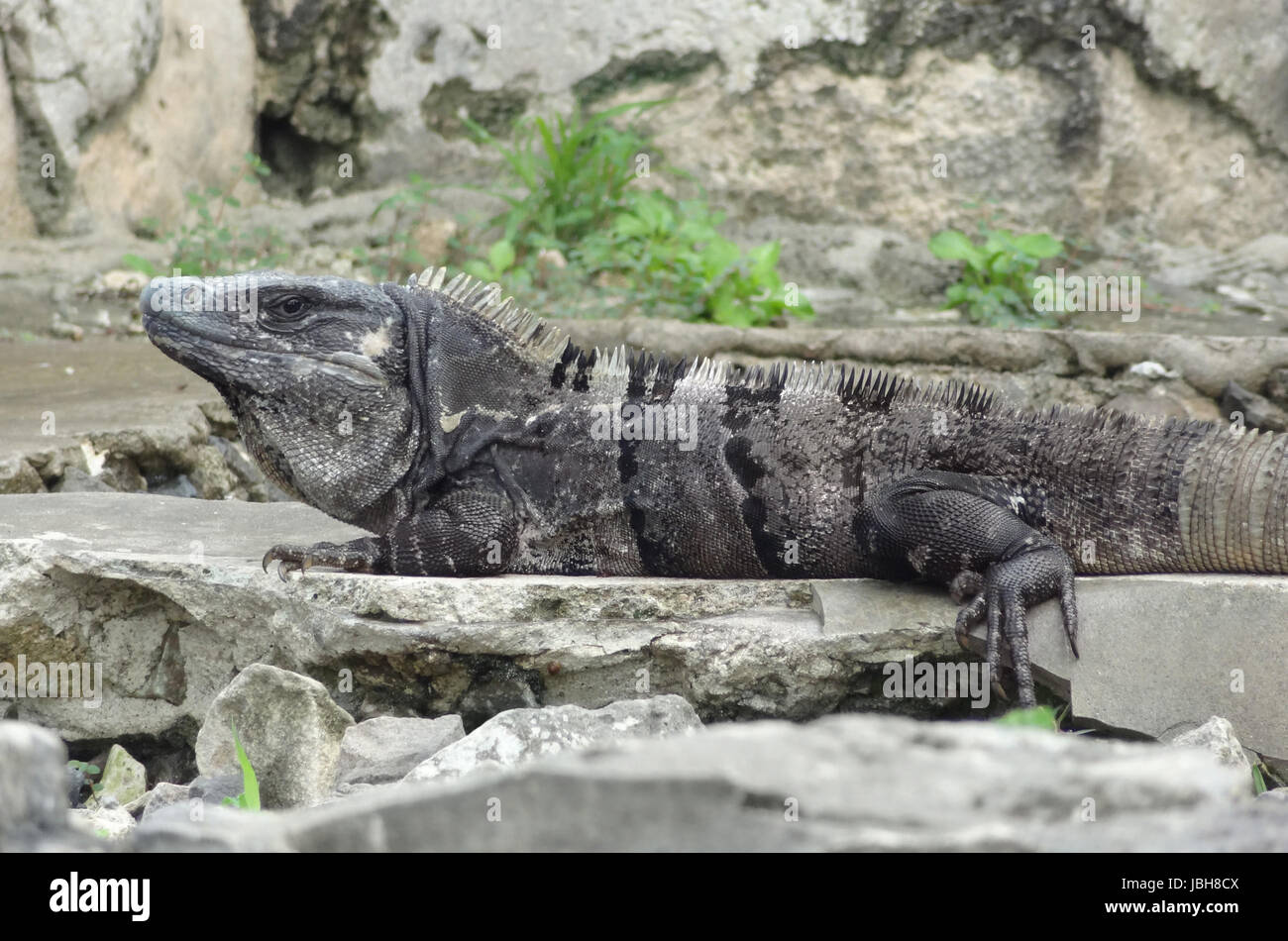 a big grey lizard resting on rock formation in Mexico Stock Photo - Alamy