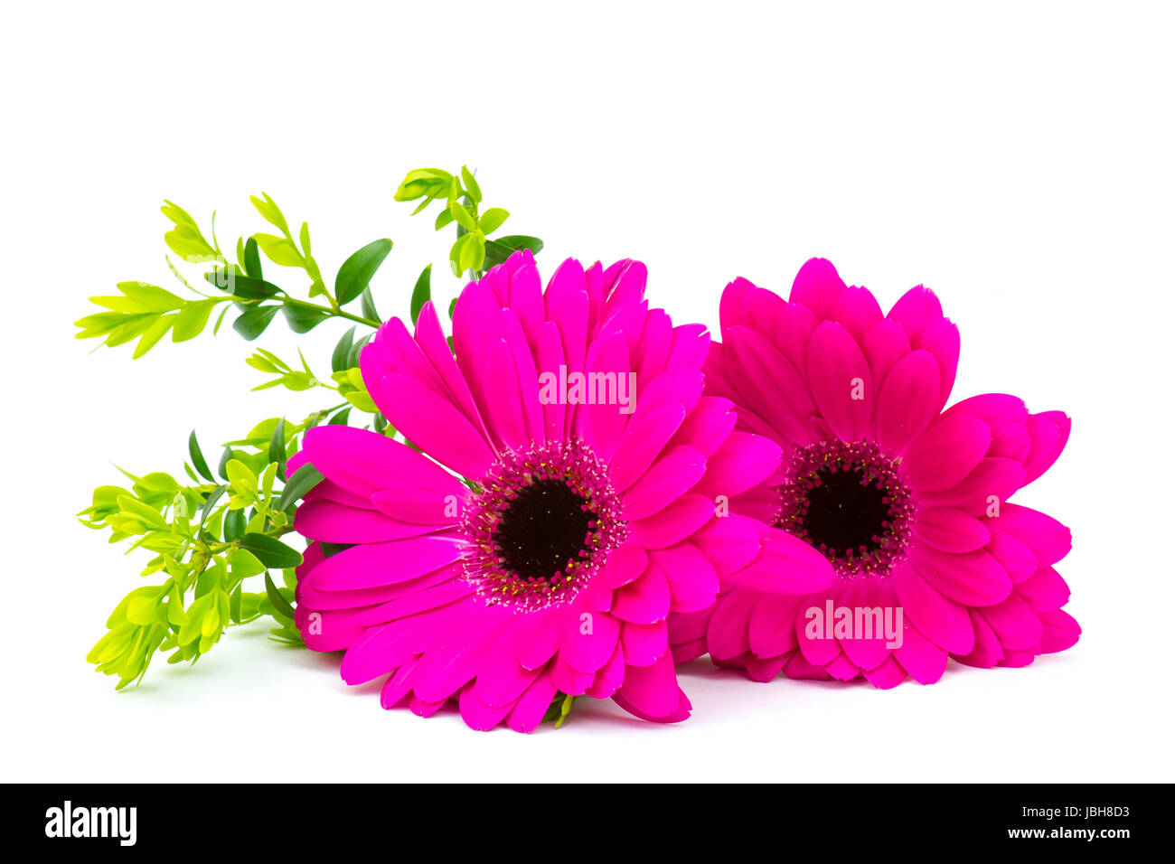 Two pink gerbera daisies hi-res stock photography and images - Alamy