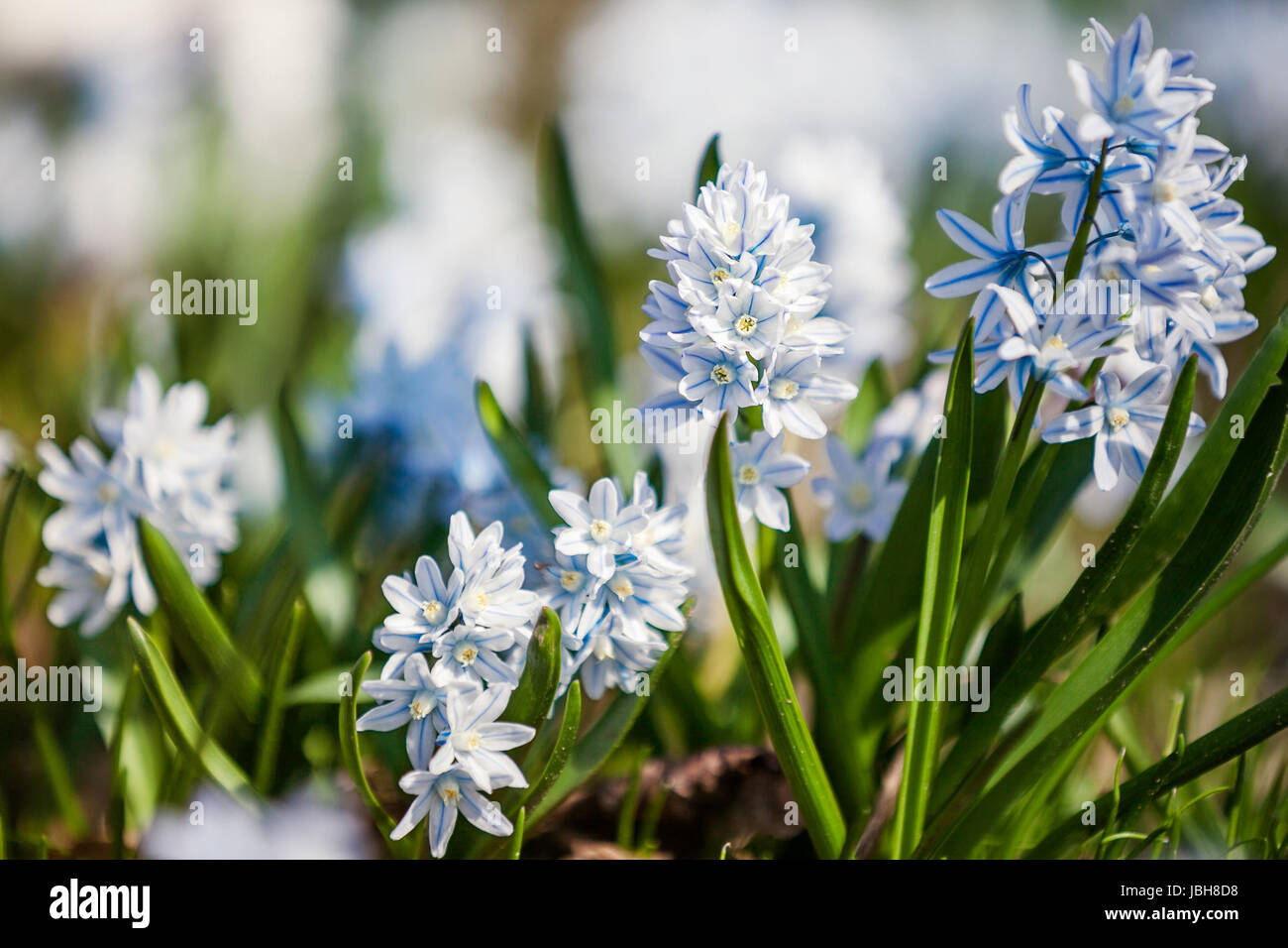 spring flowers scilla siberica (also known as siberian squill or wood ...