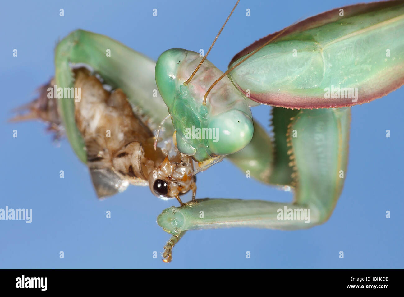 indian praying mantis Stock Photo - Alamy