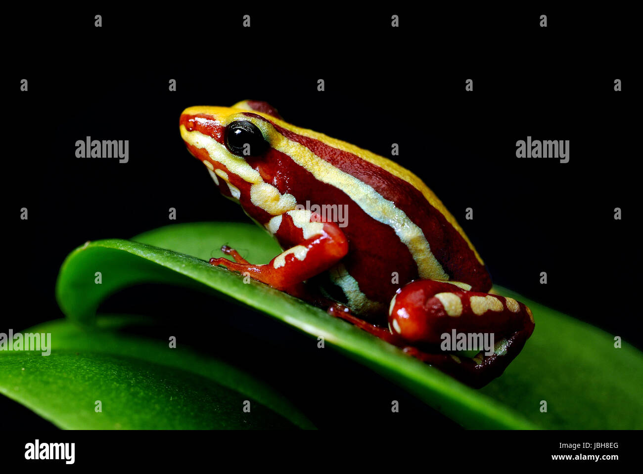 Toxic frog hi-res stock photography and images - Alamy