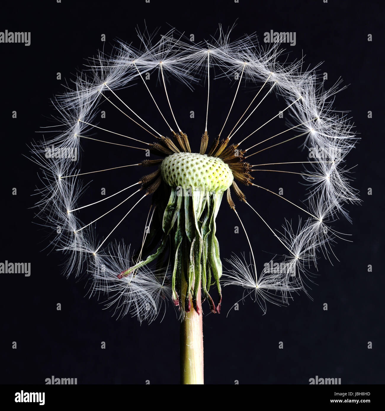 flight seeds circle Stock Photo - Alamy