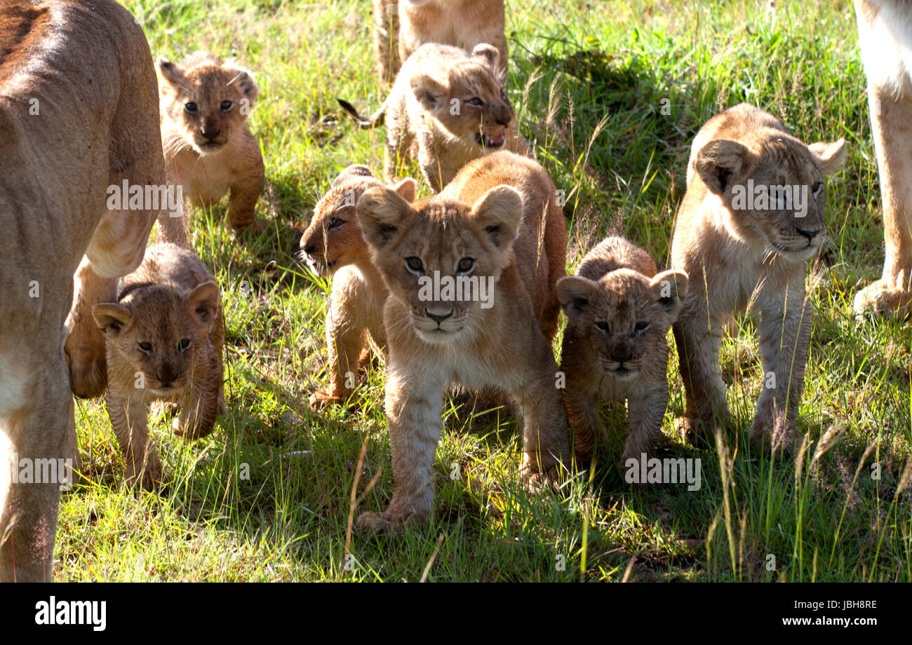 Lowenkinder hi-res stock photography and images - Alamy
