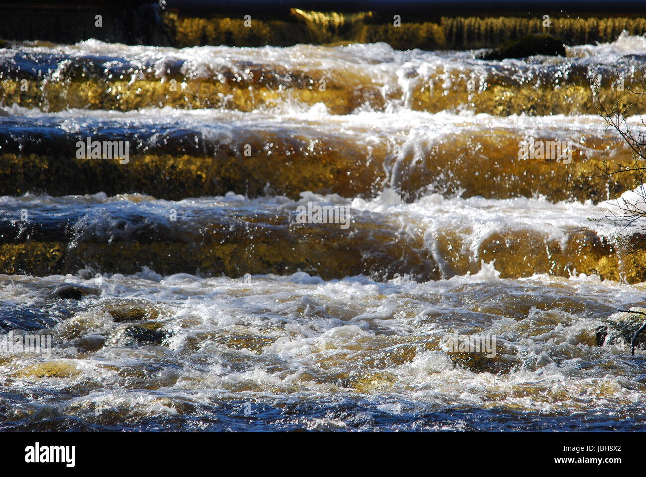 clump of trees sweden Stock Photo - Alamy