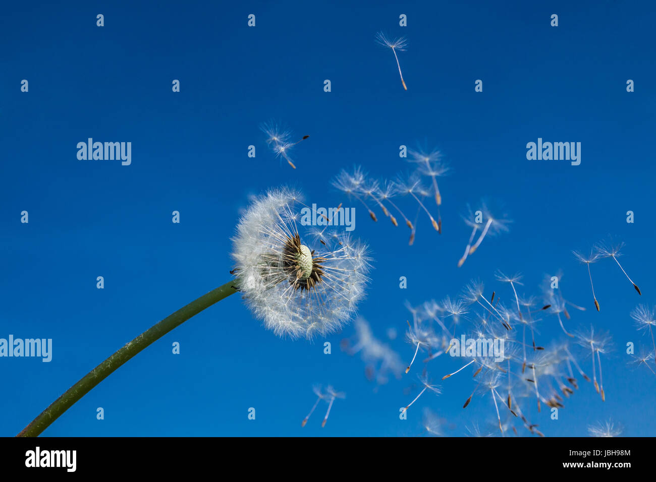 White flower that flies away when the wind blows hi-res stock ...