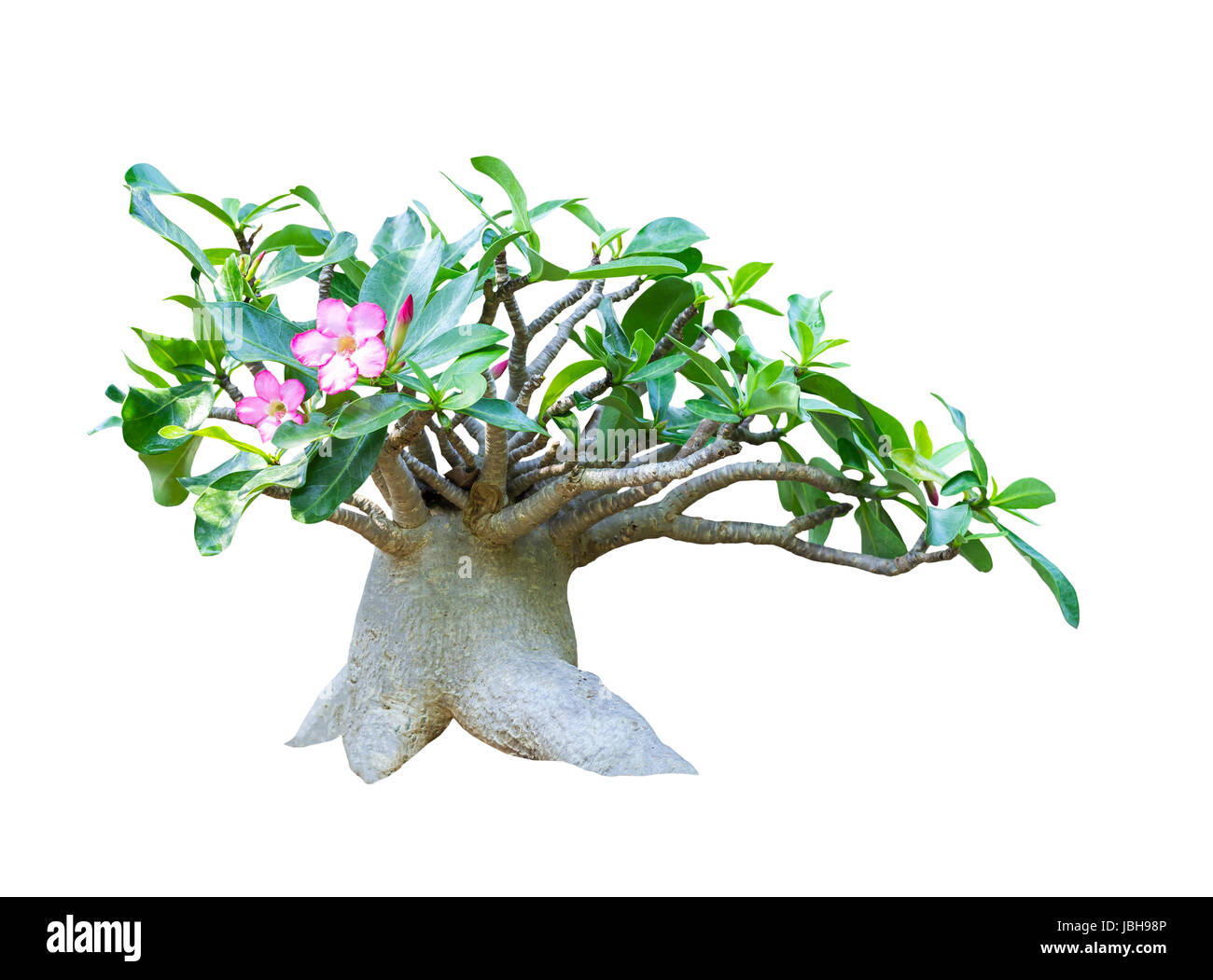 Adenium obesum tree ( Desert Rose , Impala Lily , Mock Azalea ...