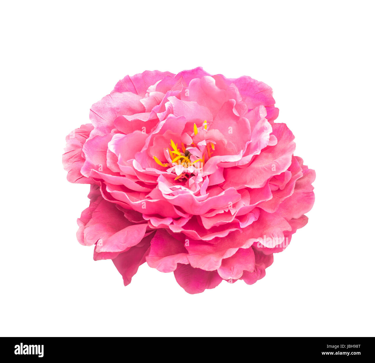 Artificial pink rose flower isolated on white background with clipping ...
