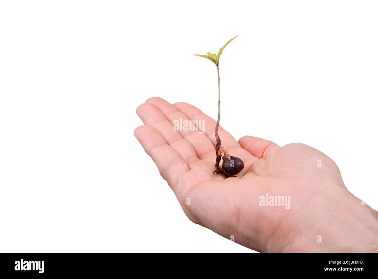 Oak tree roots hand hi-res stock photography and images - Alamy