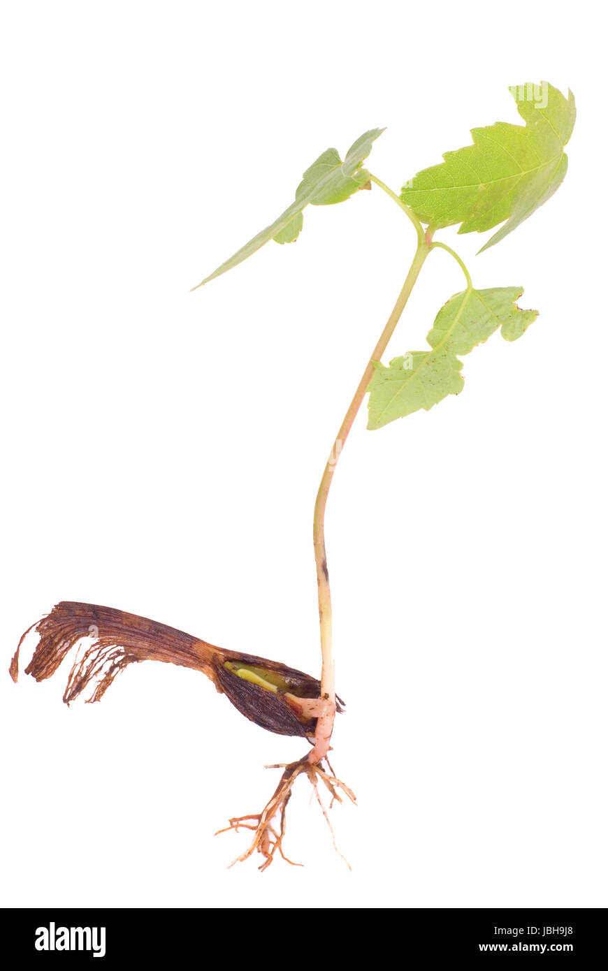 A maple tree seedling on a white background Stock Photo - Alamy