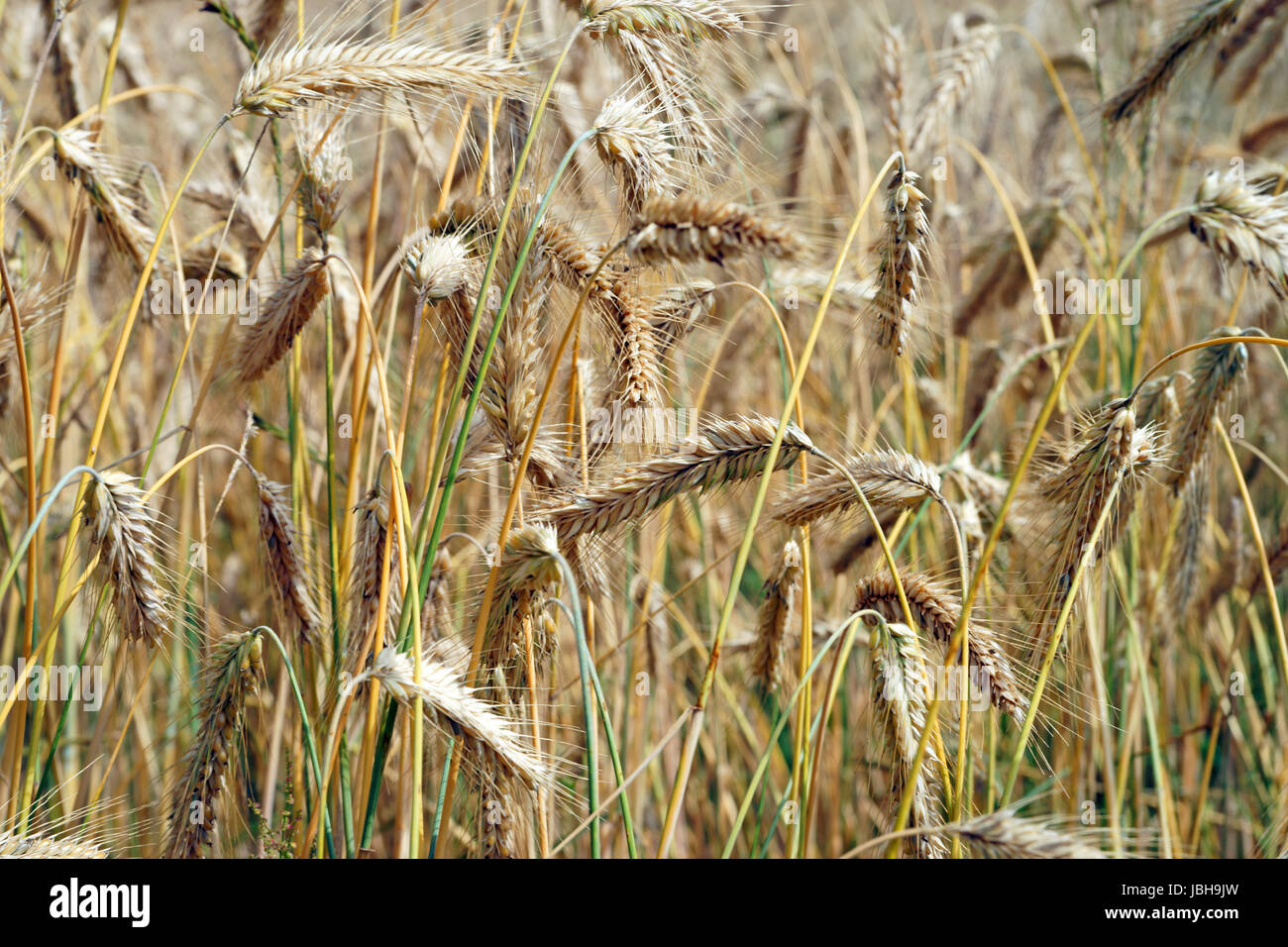 gold shining barley field Stock Photo - Alamy