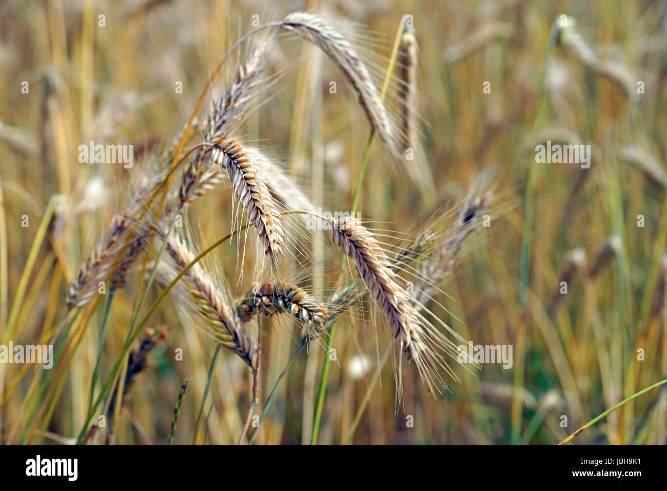 gold shining barley field Stock Photo - Alamy