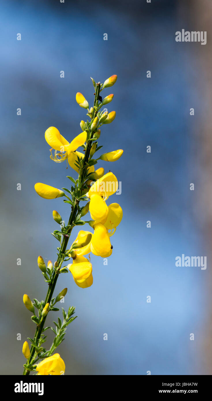 Ginestra Flowers a typical mediterranean plant. Scientific name:Cytisus ...