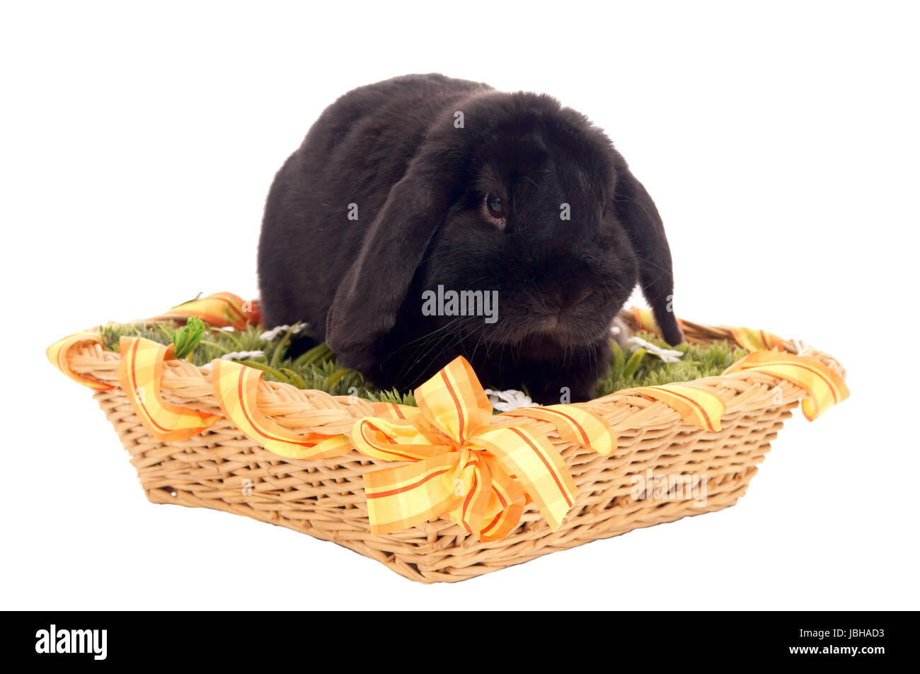Hidden easter egg in Cut Out Stock Images & Pictures - Alamy