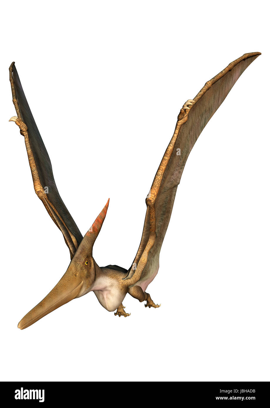 3D digital render of a prehistoric flying reptile Pteranodon isolated ...