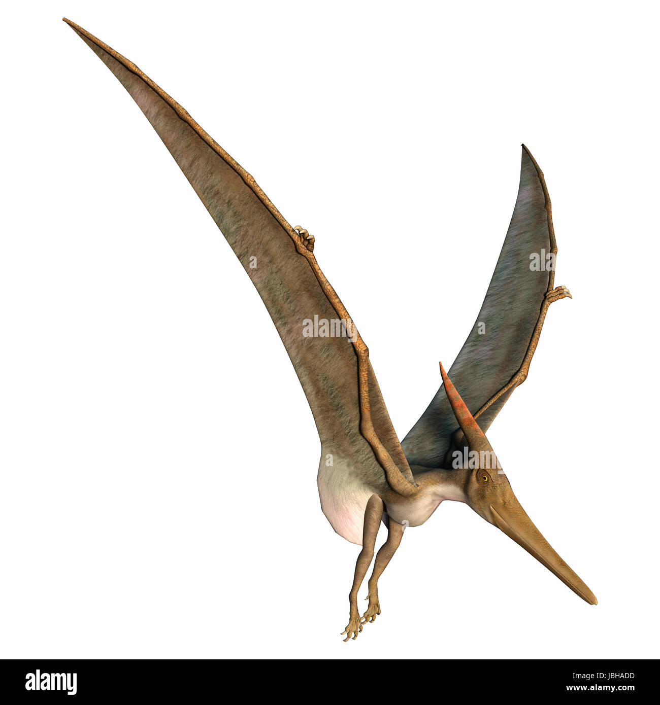 3D digital render of a prehistoric flying reptile Pteranodon isolated ...