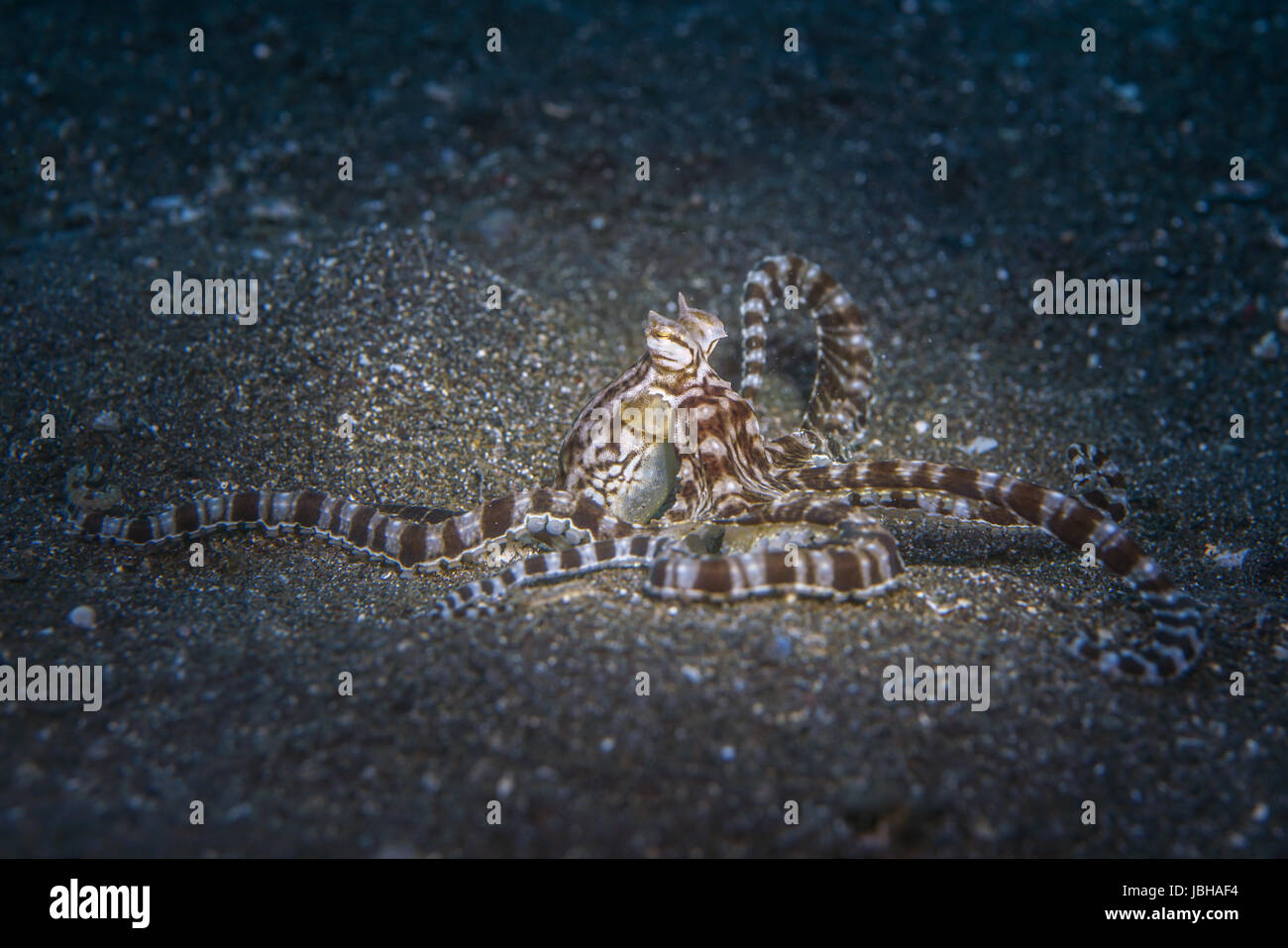 Mimic Octopus (Thaumoctopus mimicus) in the Lembeh Strait Stock Photo ...