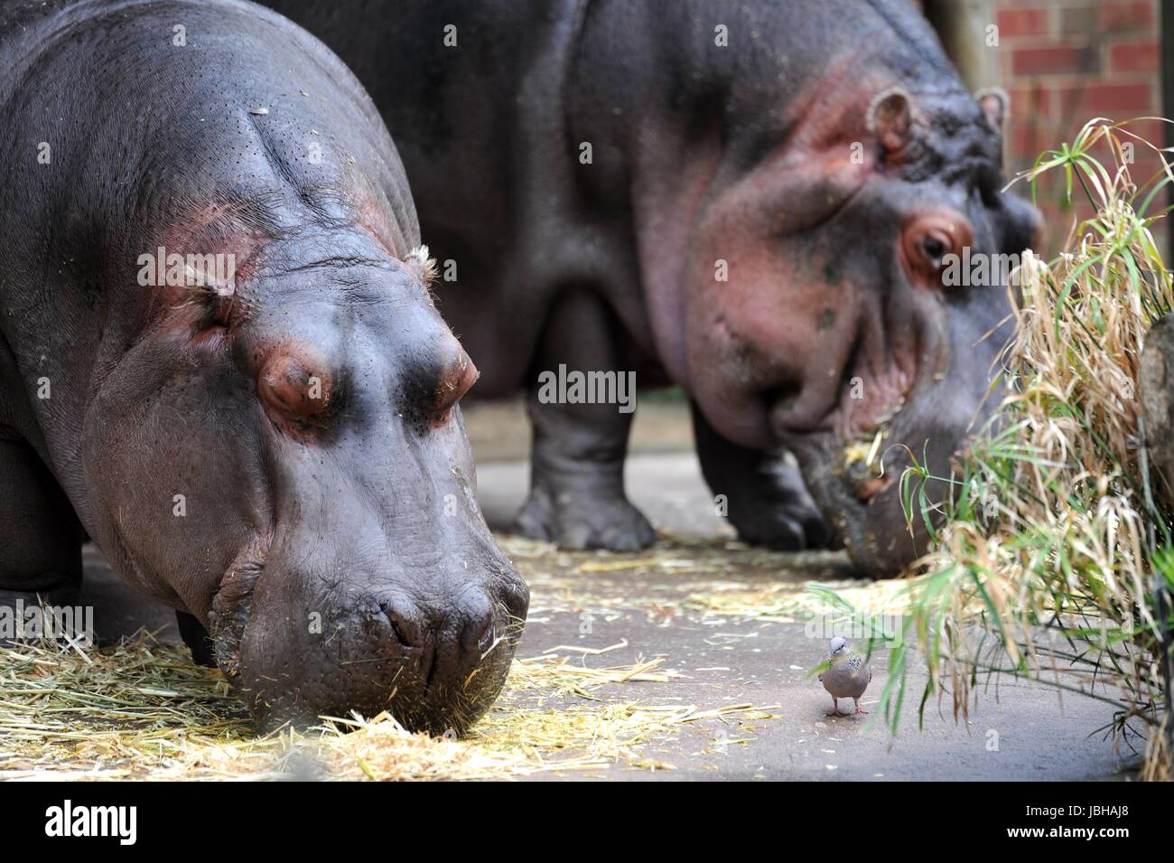 Hippo calf rest hi-res stock photography and images - Alamy