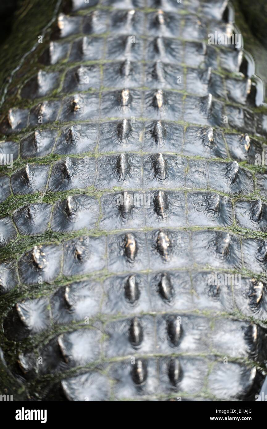 American alligator claws hi-res stock photography and images - Alamy