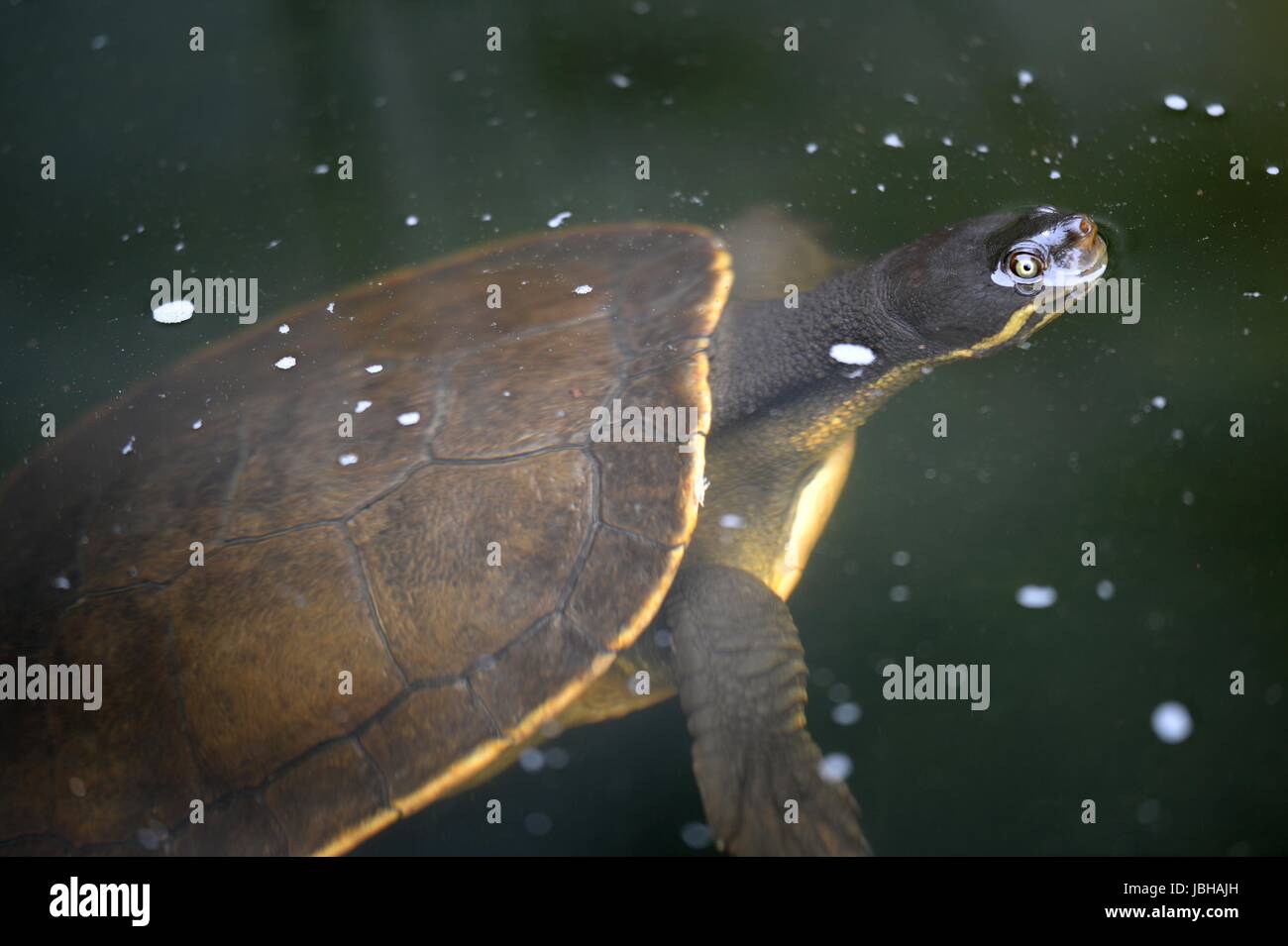 A close up shot of an Australian Murray River Turtle or Short Neck ...
