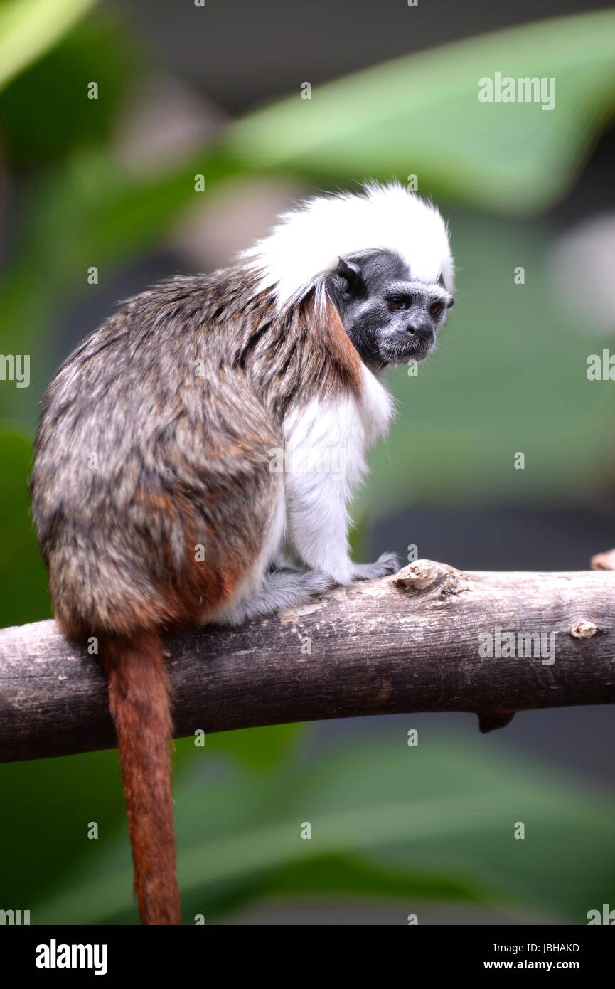Cotton top tamarin and eating hi-res stock photography and images - Alamy