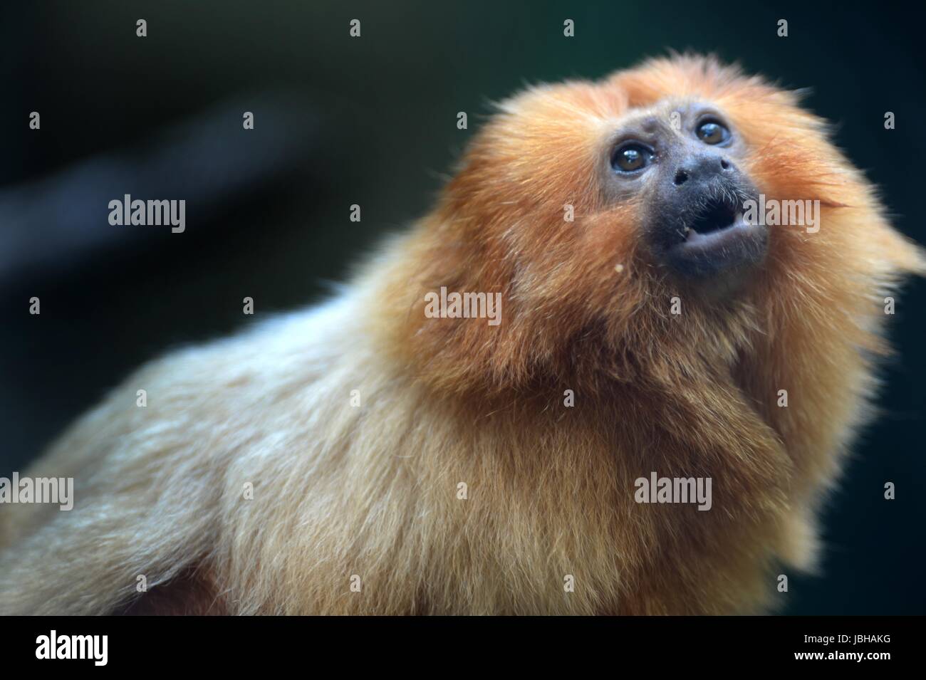 A close up shot of a Golden Tamarin Stock Photo - Alamy