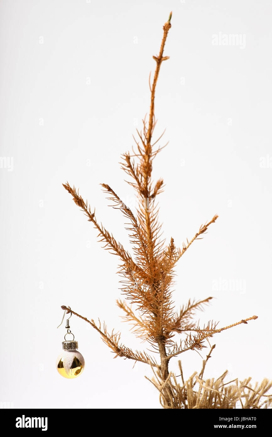 Dead christmas tree isolated hi-res stock photography and images - Alamy