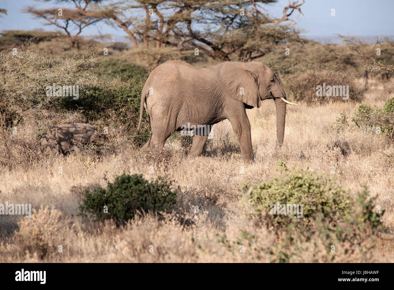 elephant in the savannah of africa Stock Photo - Alamy