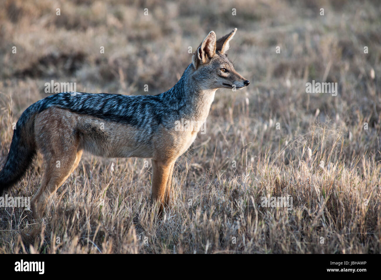 jackal for prey search in the savannah Stock Photo - Alamy