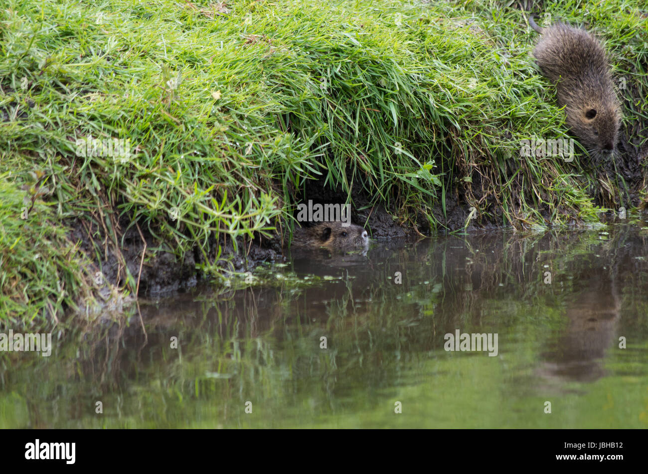 Nutria rodent teeth hi-res stock photography and images - Alamy