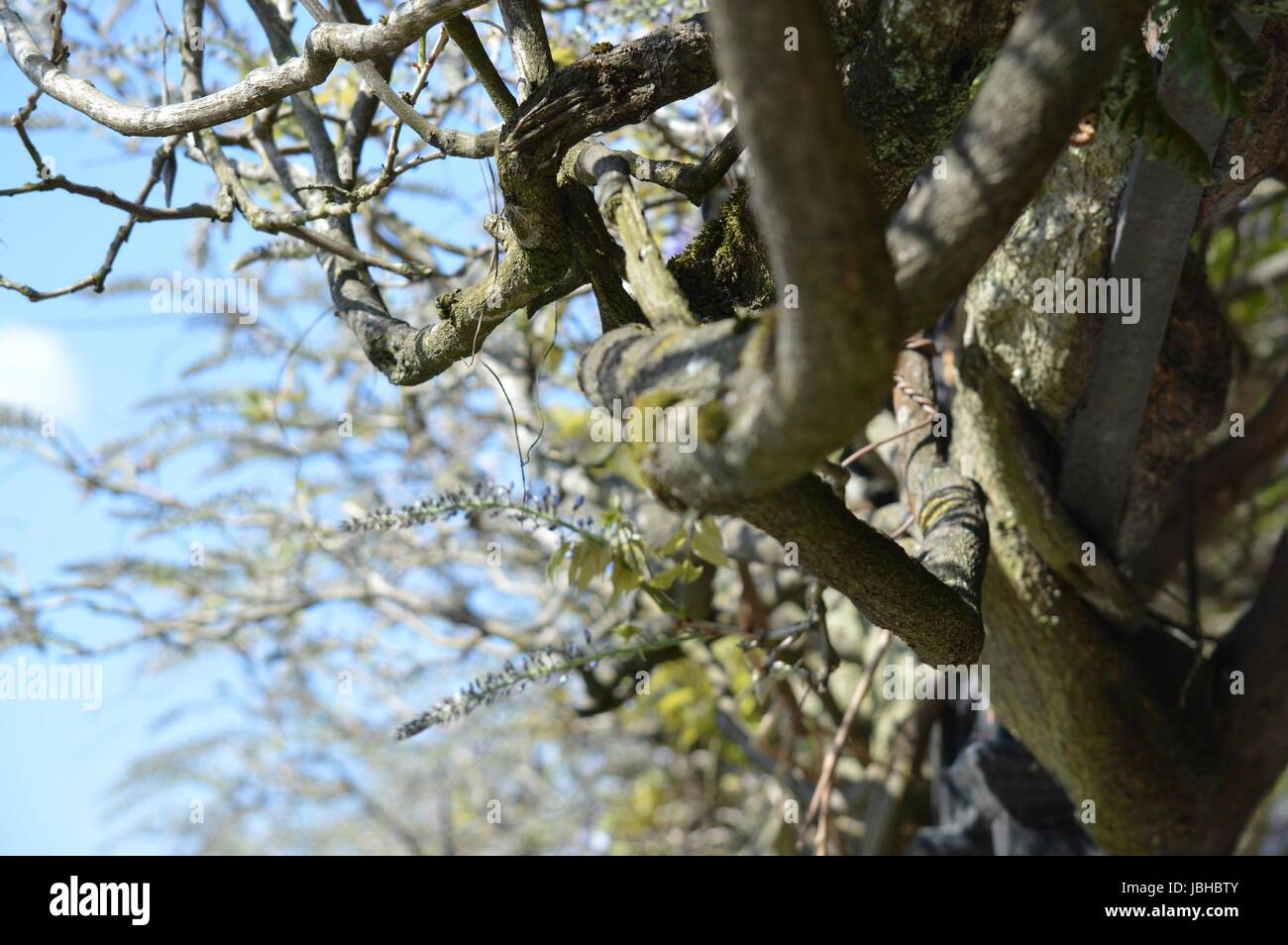 Ivy wisteria hi-res stock photography and images - Alamy