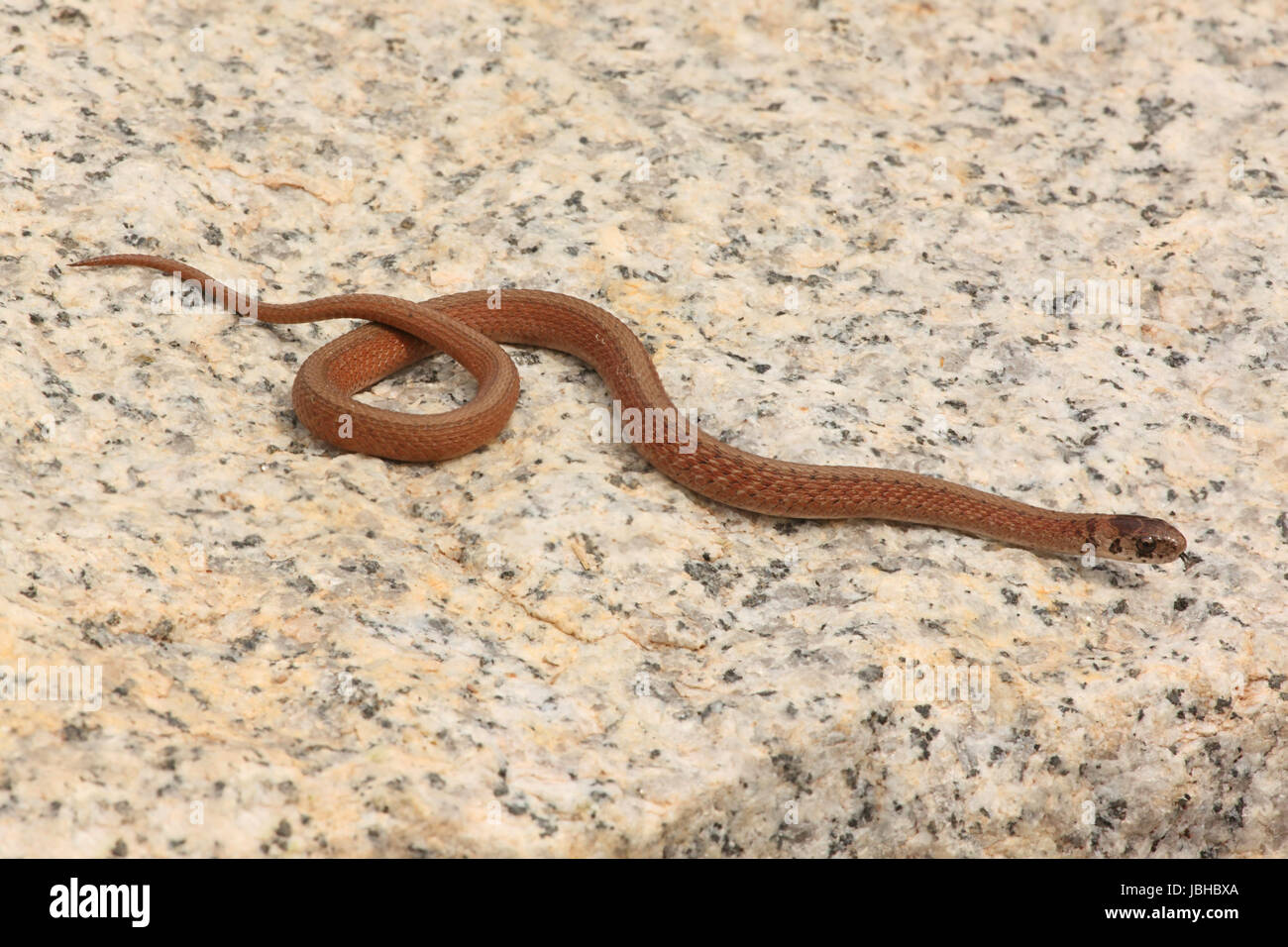 Northern Brown Snake (Storeria dekayi) on a granite block Stock Photo ...
