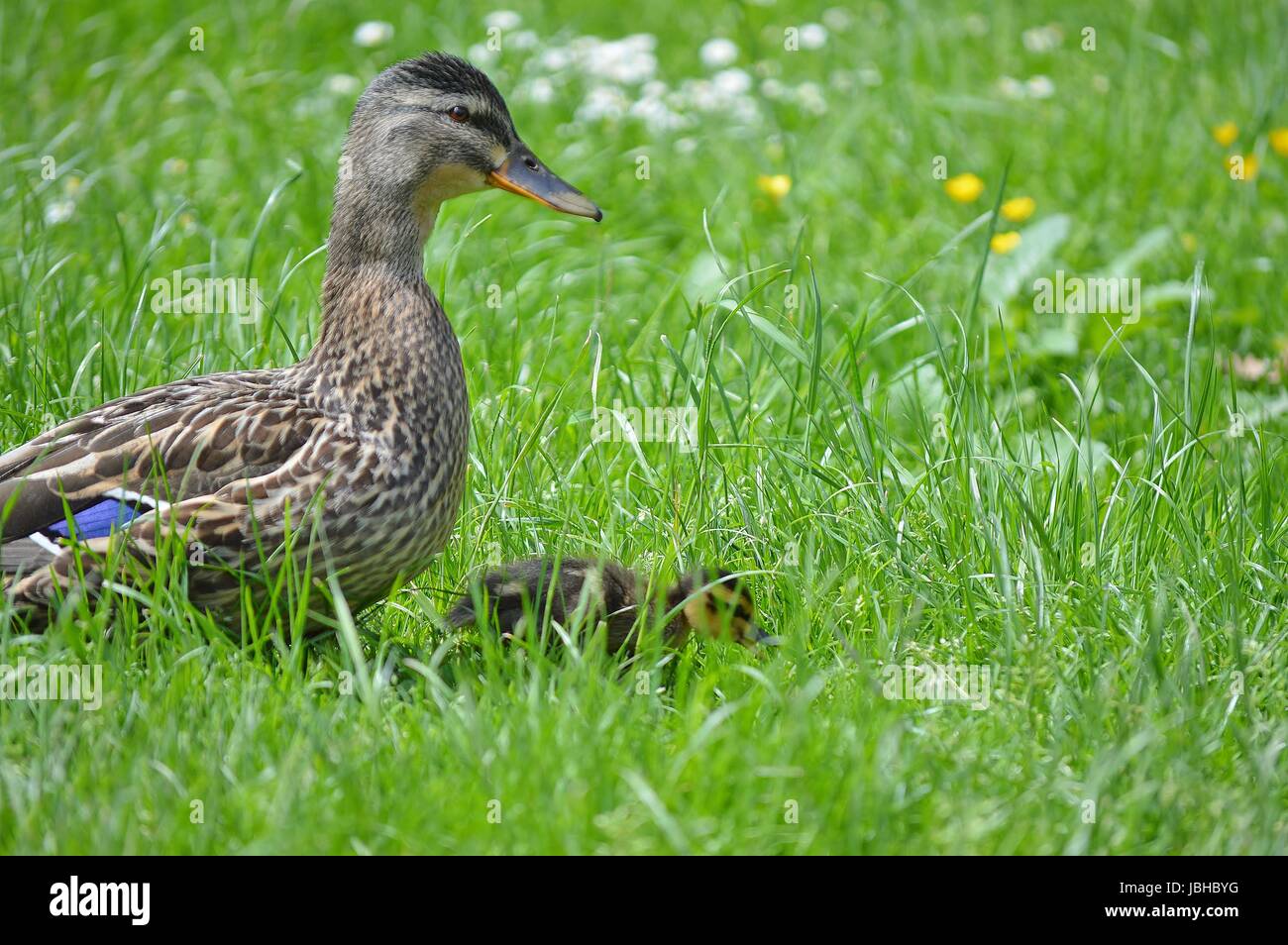 Alone duck hi-res stock photography and images - Alamy