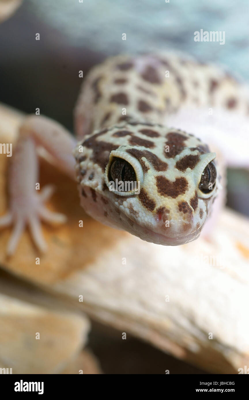 Leopard Gecko Teeth