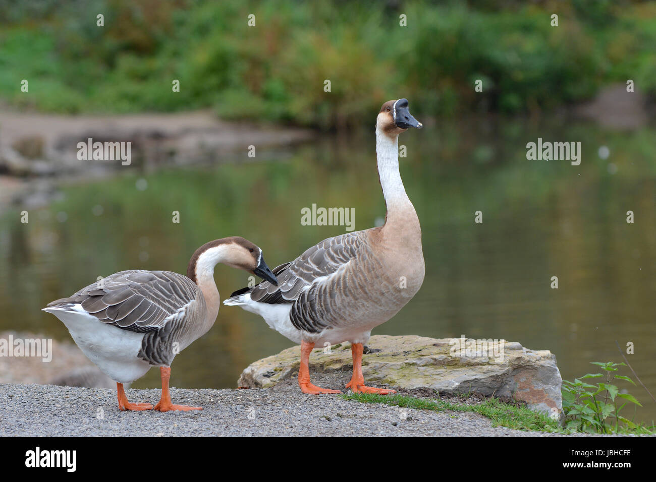 brown goose bumps Stock Photo - Alamy