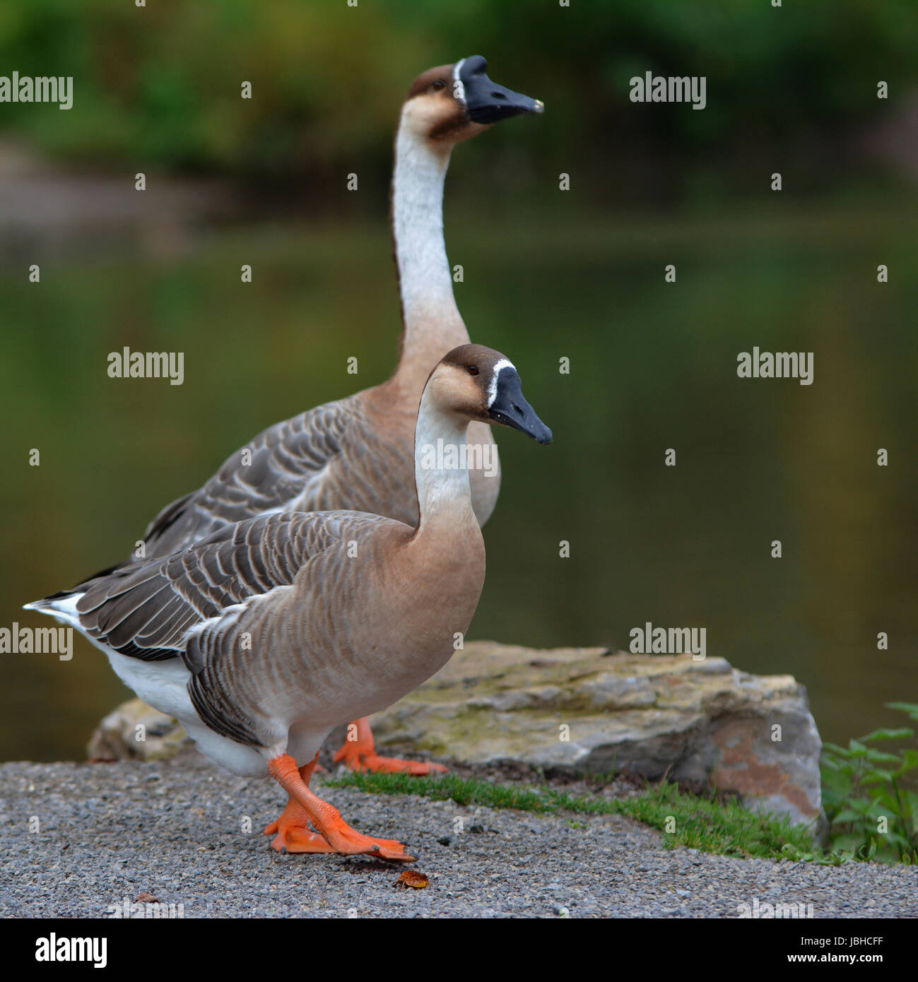 brown goose bumps Stock Photo - Alamy