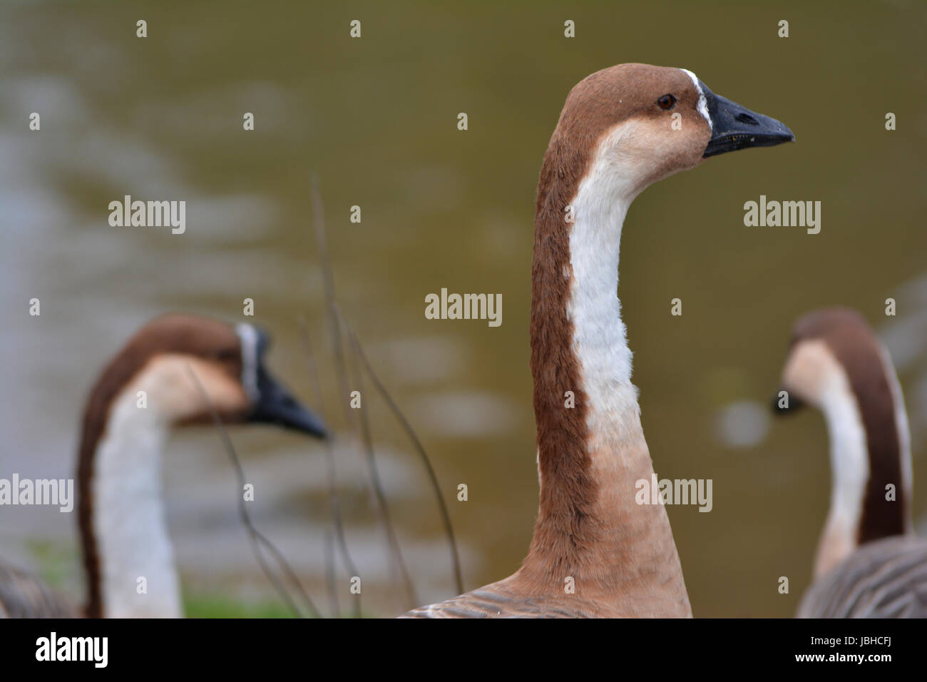 brown goose bumps Stock Photo - Alamy