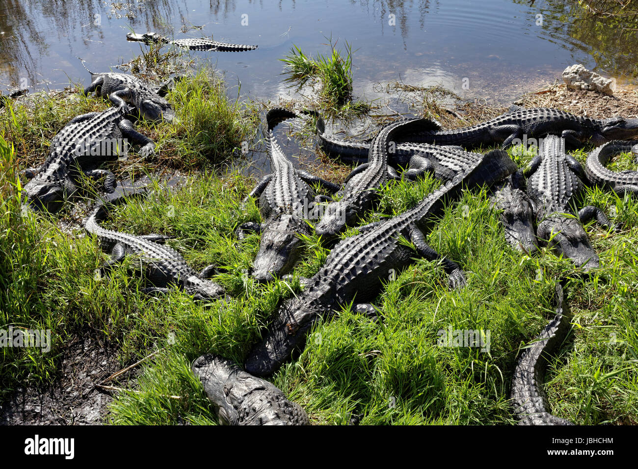 Alligatoren in den Everglades Stock Photo - Alamy