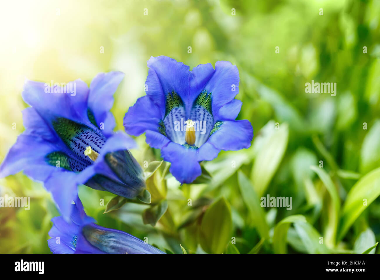 Trumpet gentiana blue spring flower in garden with sunlight in ...