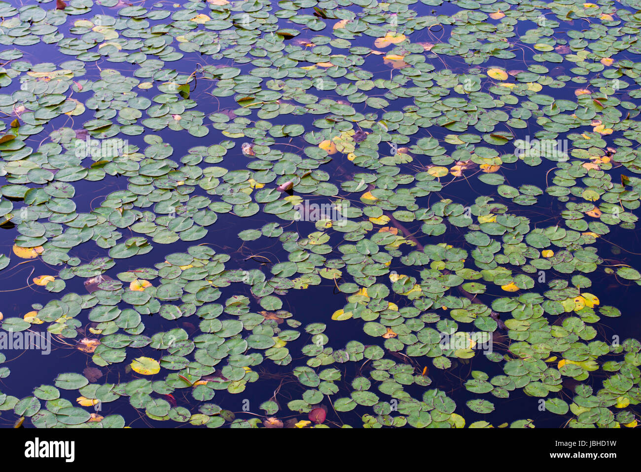 Australian native lillies growing in Lake Parramatta, Sydney Australia ...