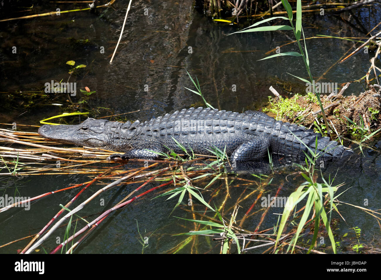 Alligator in den Everglades Stock Photo - Alamy