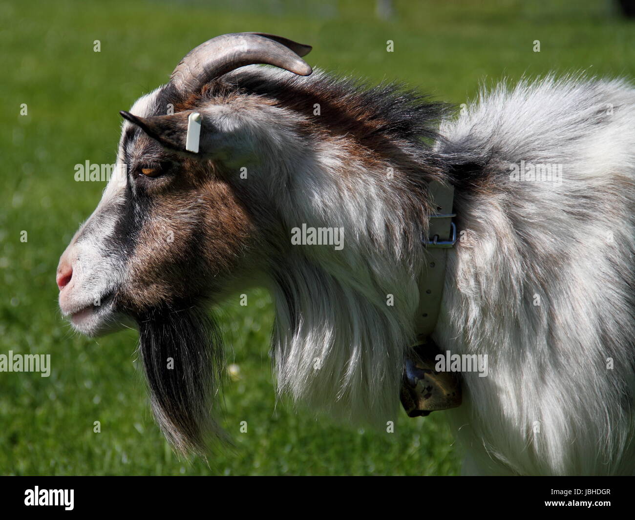 Ziegenbart hi-res stock photography and images - Alamy