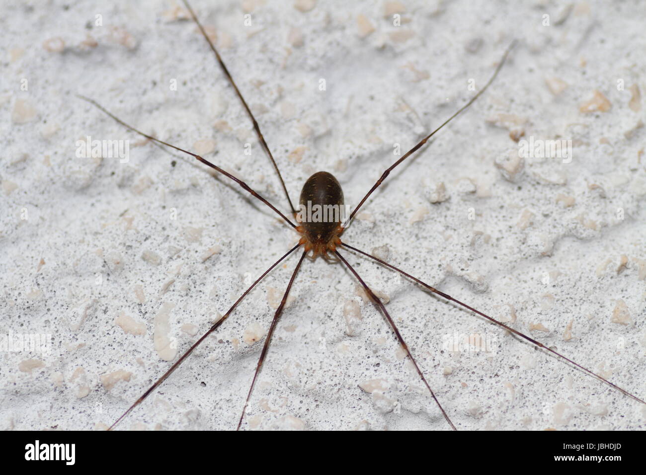 Hausspinne spinne hi-res stock photography and images - Alamy
