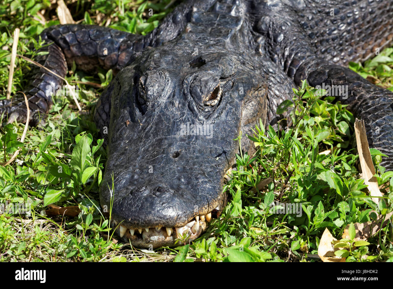 Alligator in den Everglades Stock Photo - Alamy