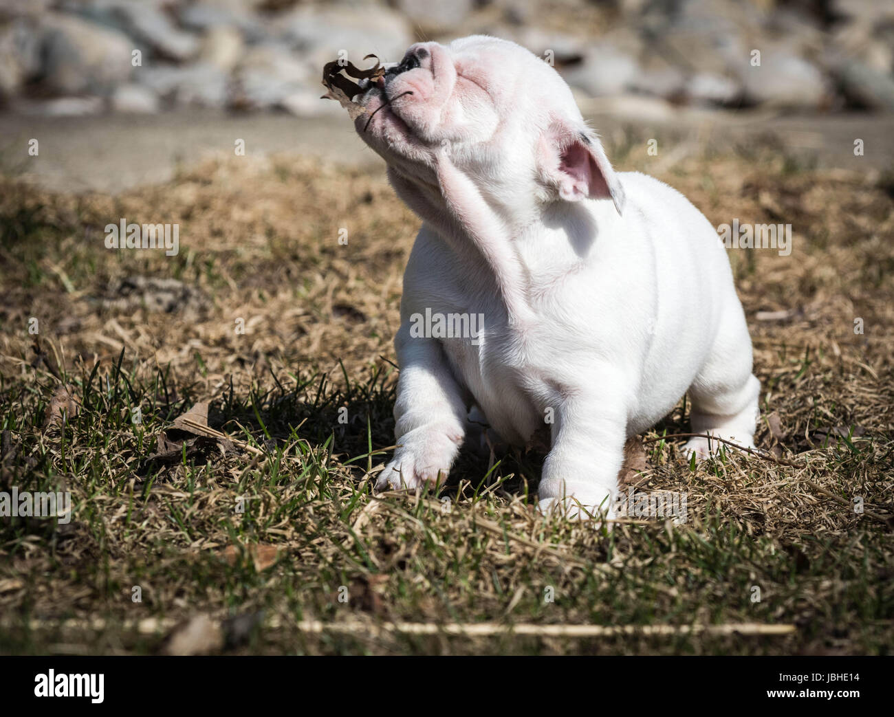 english bulldog puppy playing outside in the leaves Stock Photo - Alamy