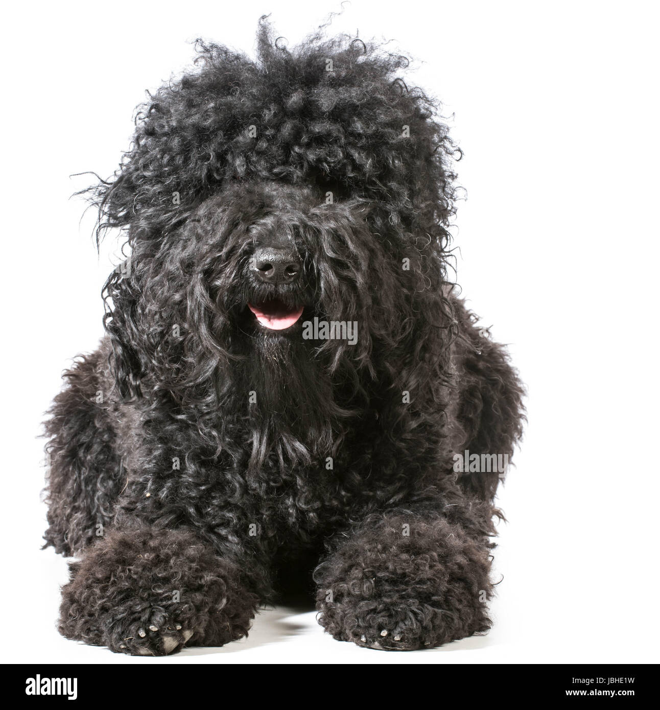 adult barbet laying looking at viewer on white background Stock Photo ...