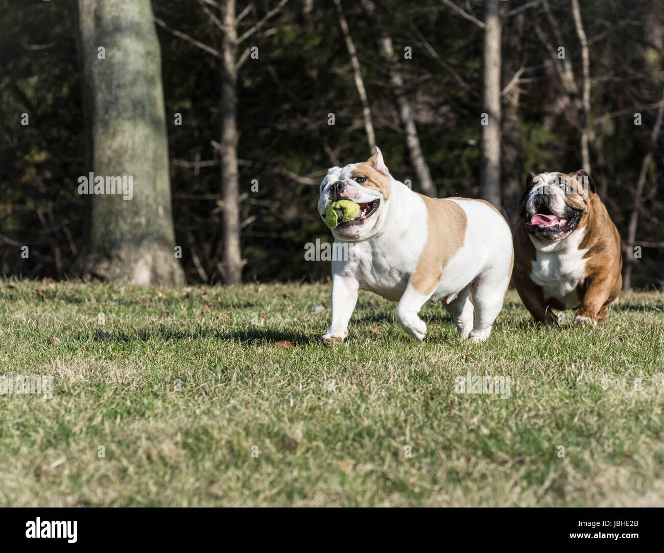 two english bulldogs playing catch with a tennis ball Stock Photo - Alamy