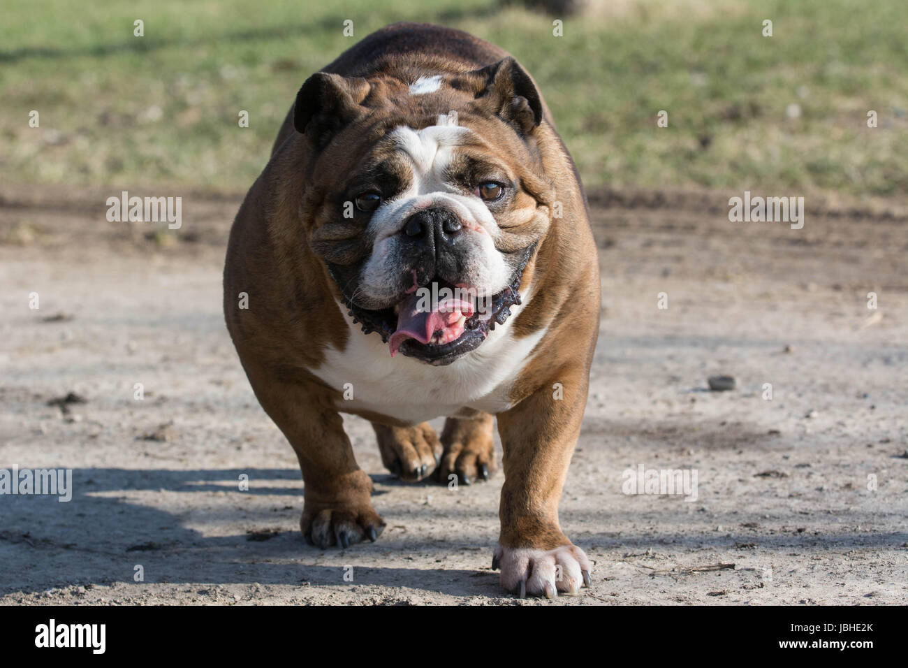 English Bulldog Smile