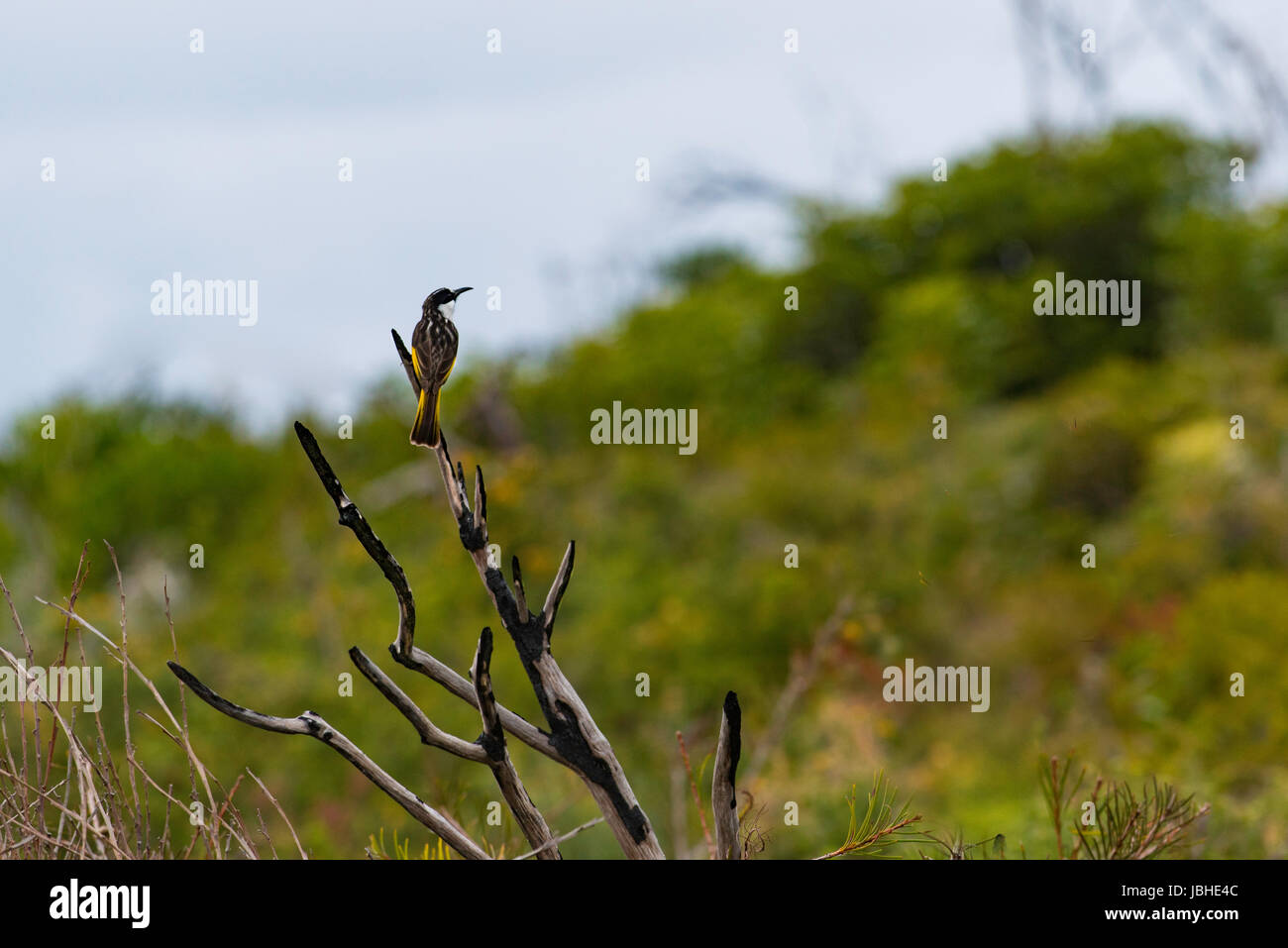 Native australian birds hi-res stock photography and images - Alamy